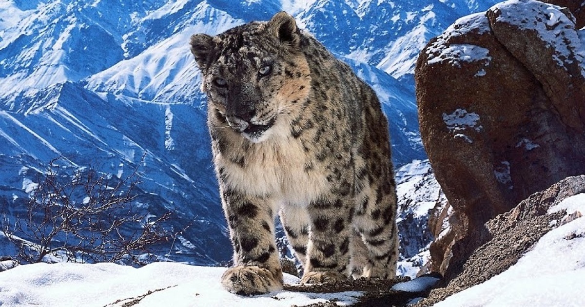 Regardez la bande-annonce du documentaire sur les animaux le plus cher ...